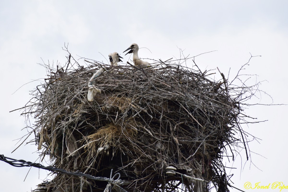 Barza de la Ivești, simbol al prosperității! – Ionel Popa | Ionel Popa
